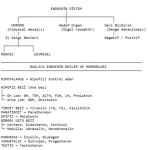 AYT Biyoloji Endokrin Sistem ve Hormonlar Konu Anlatımı ve Örnek Sorular | Ders Arşivi